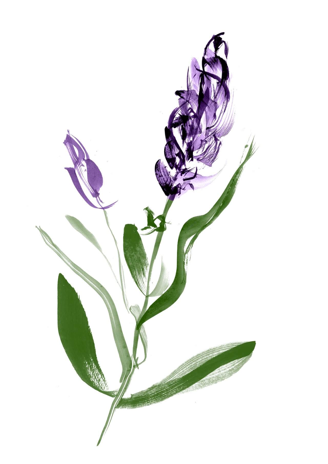 Flora & Fauna - British Florals - Caroline Tomlinson